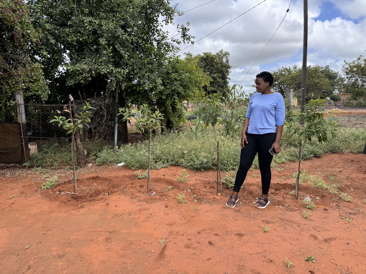 The challenge of wild planting baobabs - Baobab Foundation